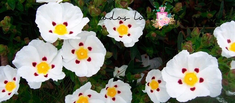 Guía básica de términos de perfumes - Glosario sobre perfumes